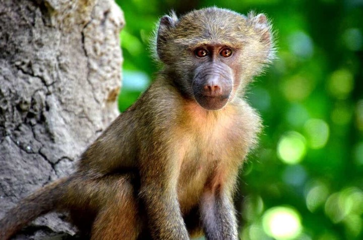 Ridiculously Cute Baby Animals of Tanzania