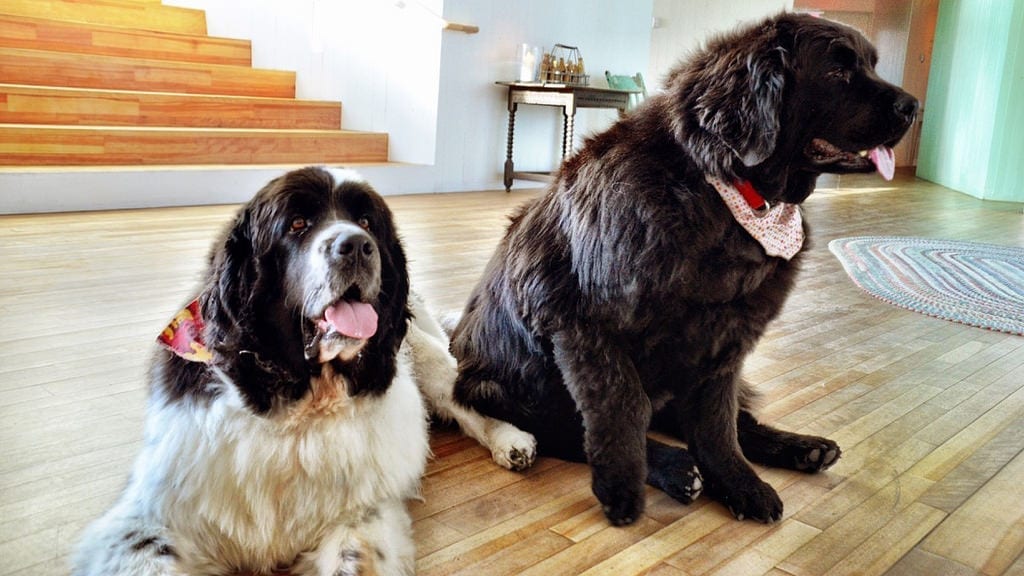 16 Strange Facts You Should Know About Newfoundland